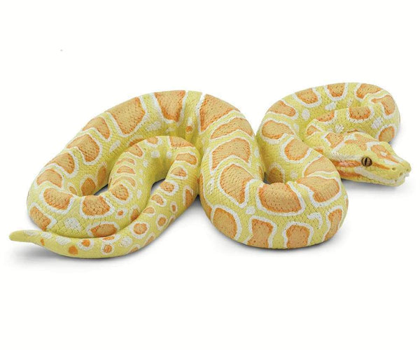 female albino burmese python